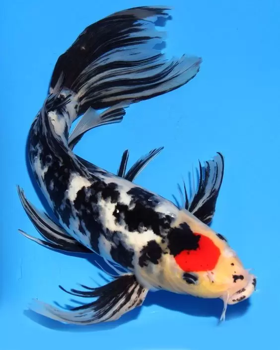 Ikan Komet Slayer Hitam